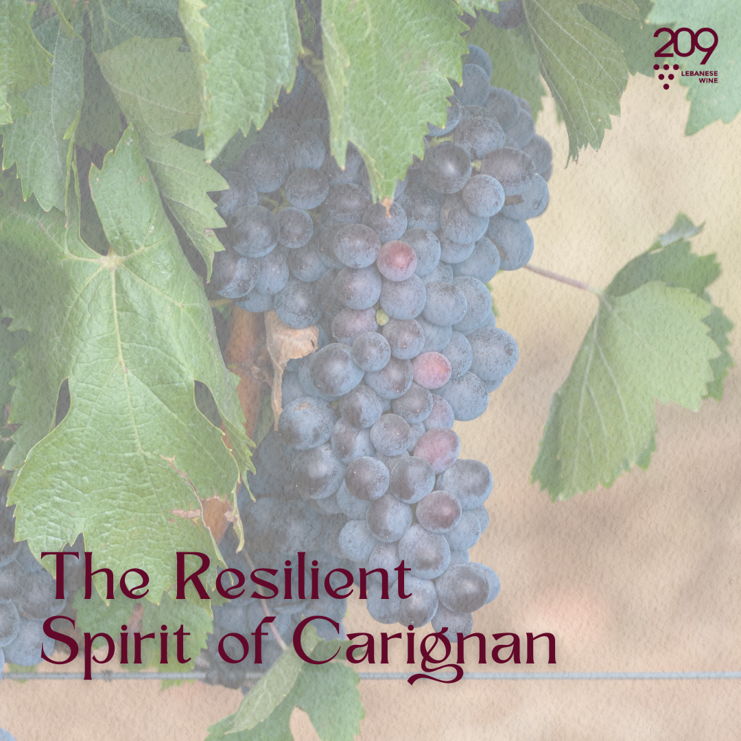 Discover the Resilient Spirit of Carignan from the Beqaa Valley! – 209 ...