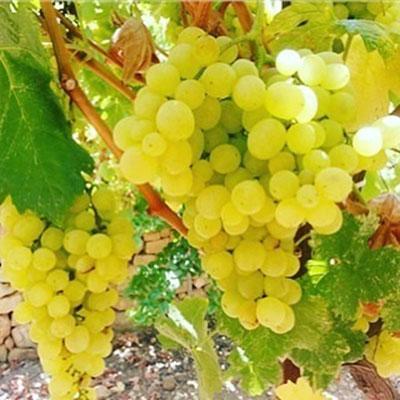 Lebanese Obeidi Wines – 209 Lebanese Wine